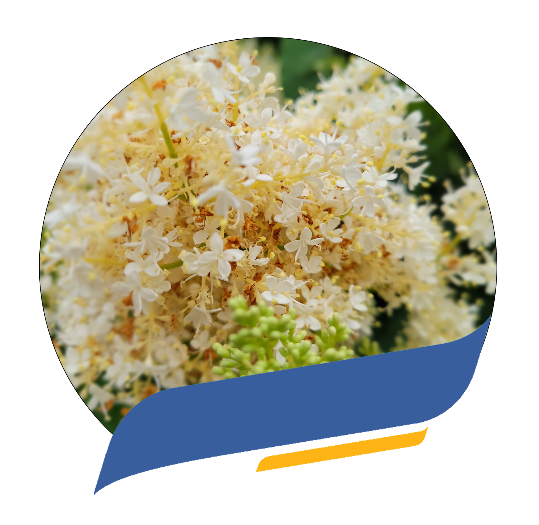 Researchers – Klymiuk Laboratory for Plant Mycobiomes